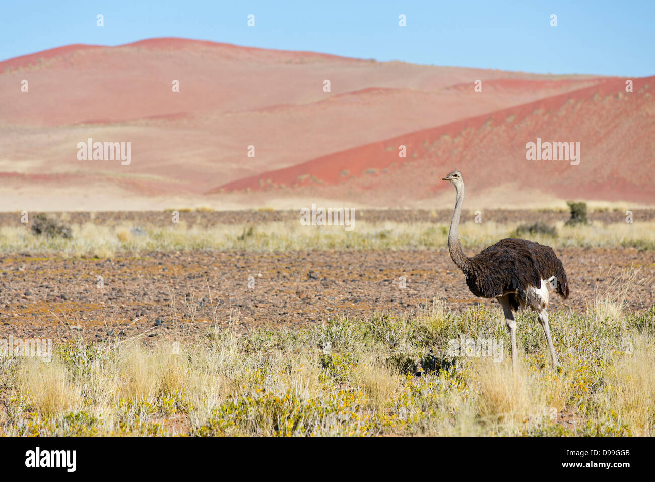 Ostrich struthio hi-res stock photography and images - Alamy