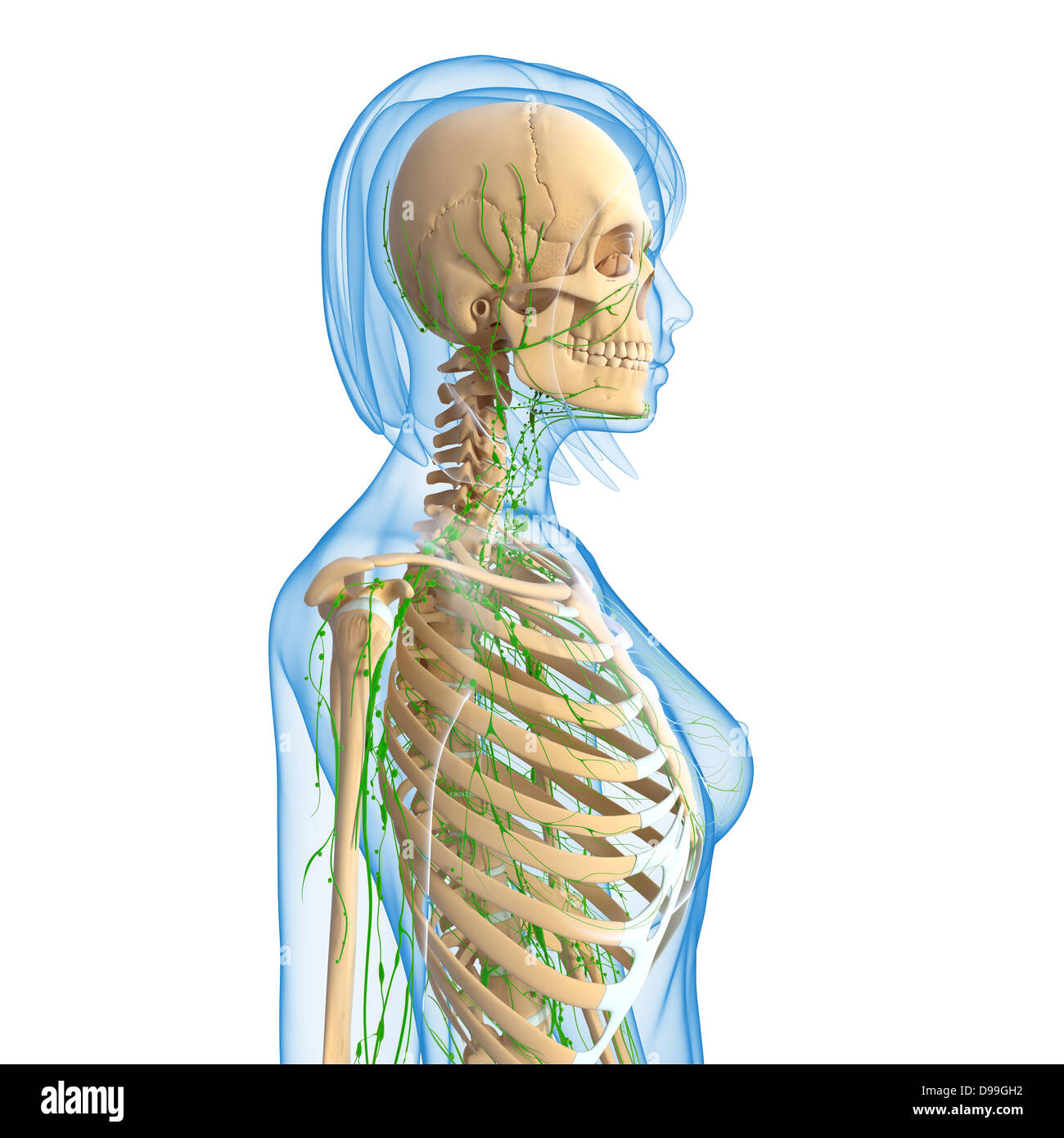 Lymphatic system of human body anatomy Stock Photo - Alamy