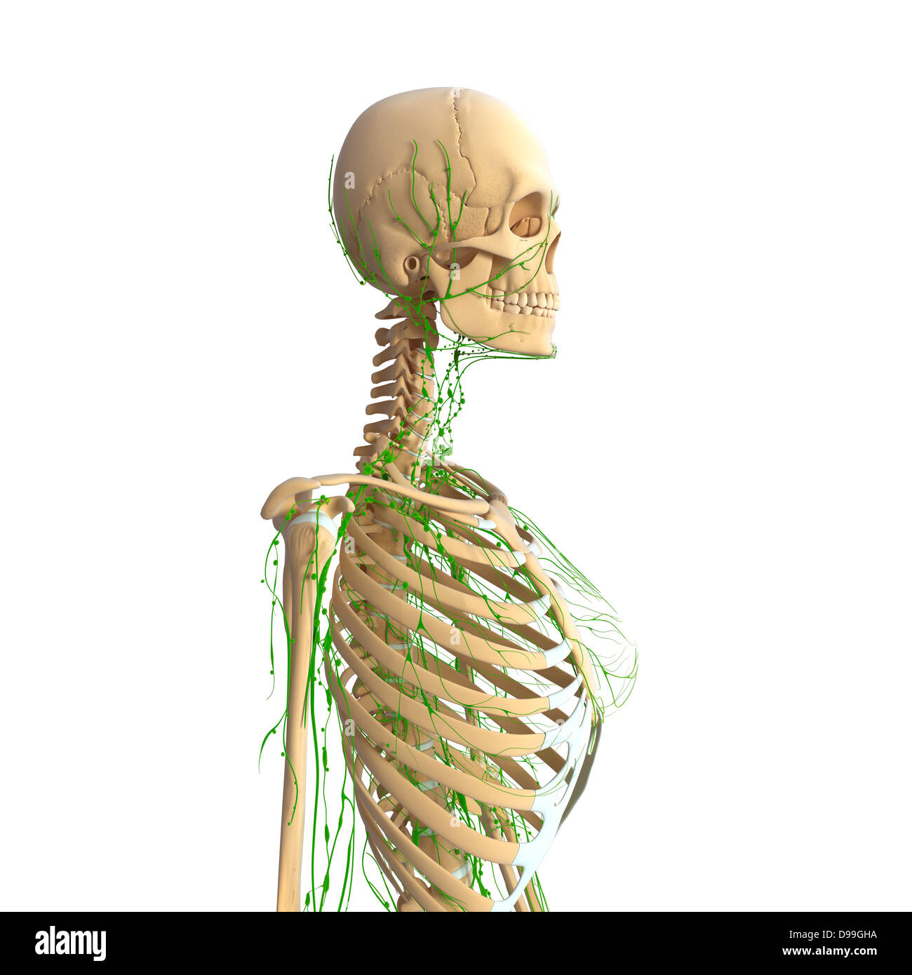 Lymphatic system of human body anatomy Stock Photo - Alamy