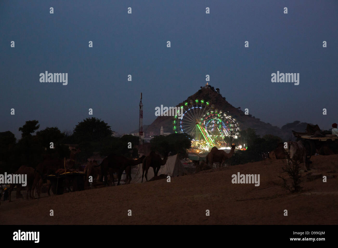 Pushkar Camel Fair at night, Pushkar, Ajmer, Rajasthan, India Stock ...