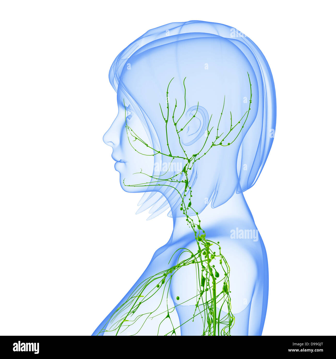 Lymphatic system of human body anatomy Stock Photo - Alamy