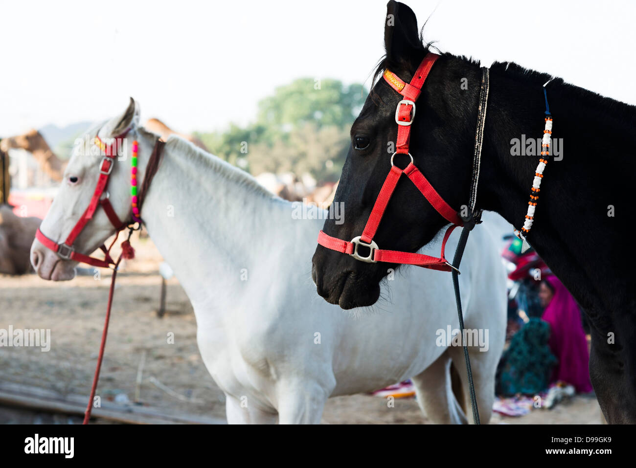 Horses at Pushkar Camel Fair, Pushkar, Ajmer, Rajasthan, India Stock ...
