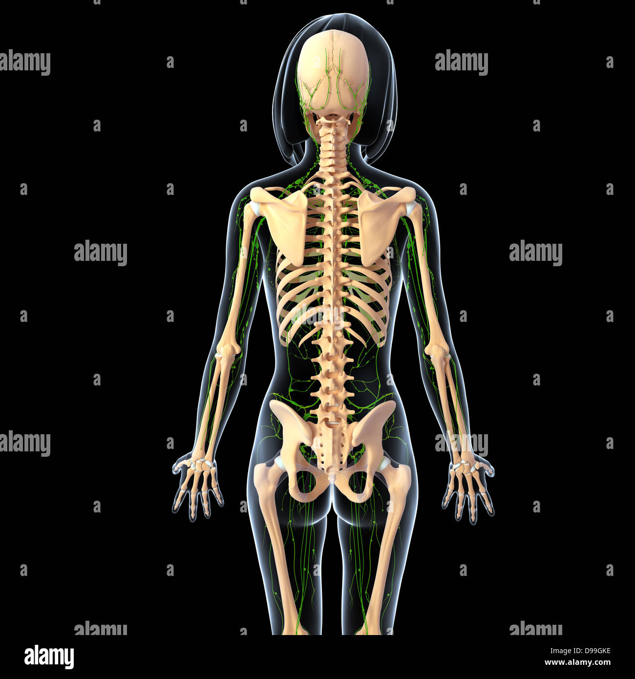Lymphatic system of human body anatomy Stock Photo - Alamy