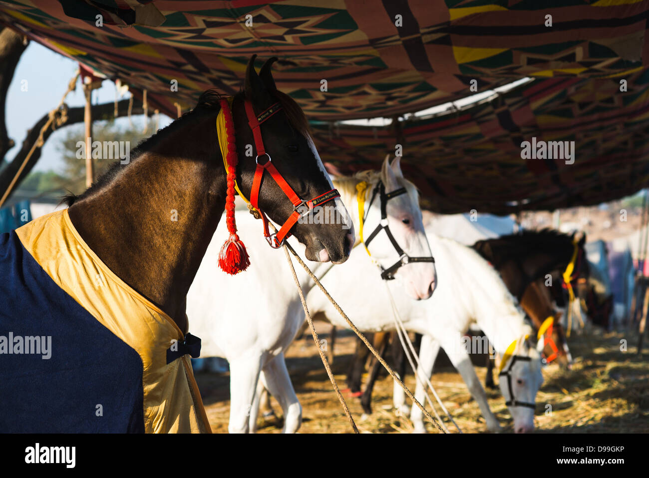 Horses at Pushkar Camel Fair, Pushkar, Ajmer, Rajasthan, India Stock ...