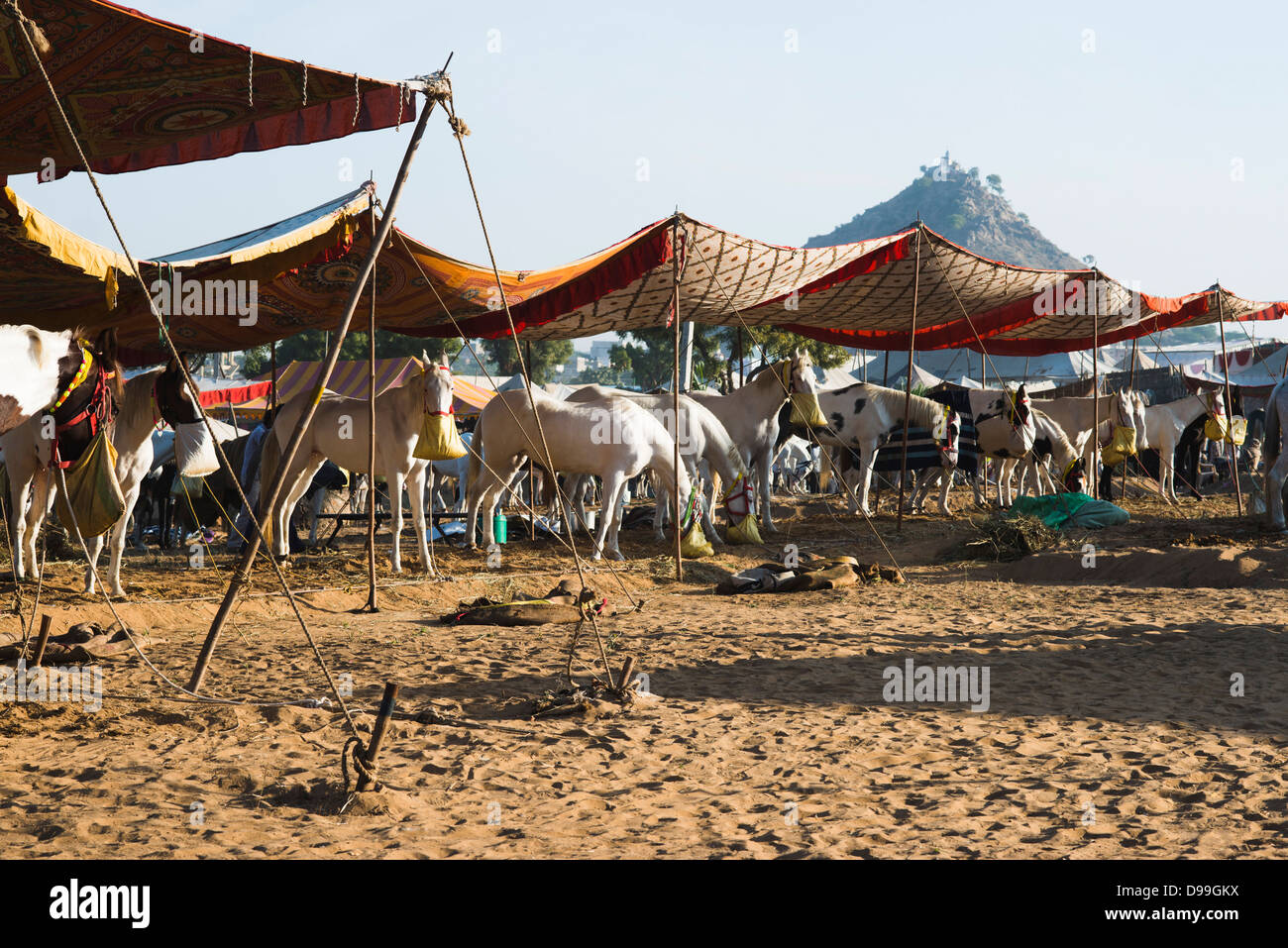 Horses at Pushkar Camel Fair, Pushkar, Ajmer, Rajasthan, India Stock ...