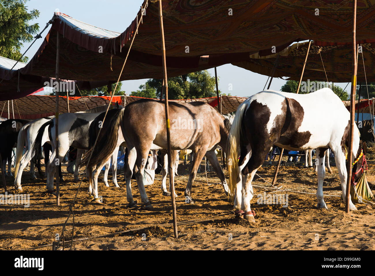 Horses at Pushkar Camel Fair, Pushkar, Ajmer, Rajasthan, India Stock ...