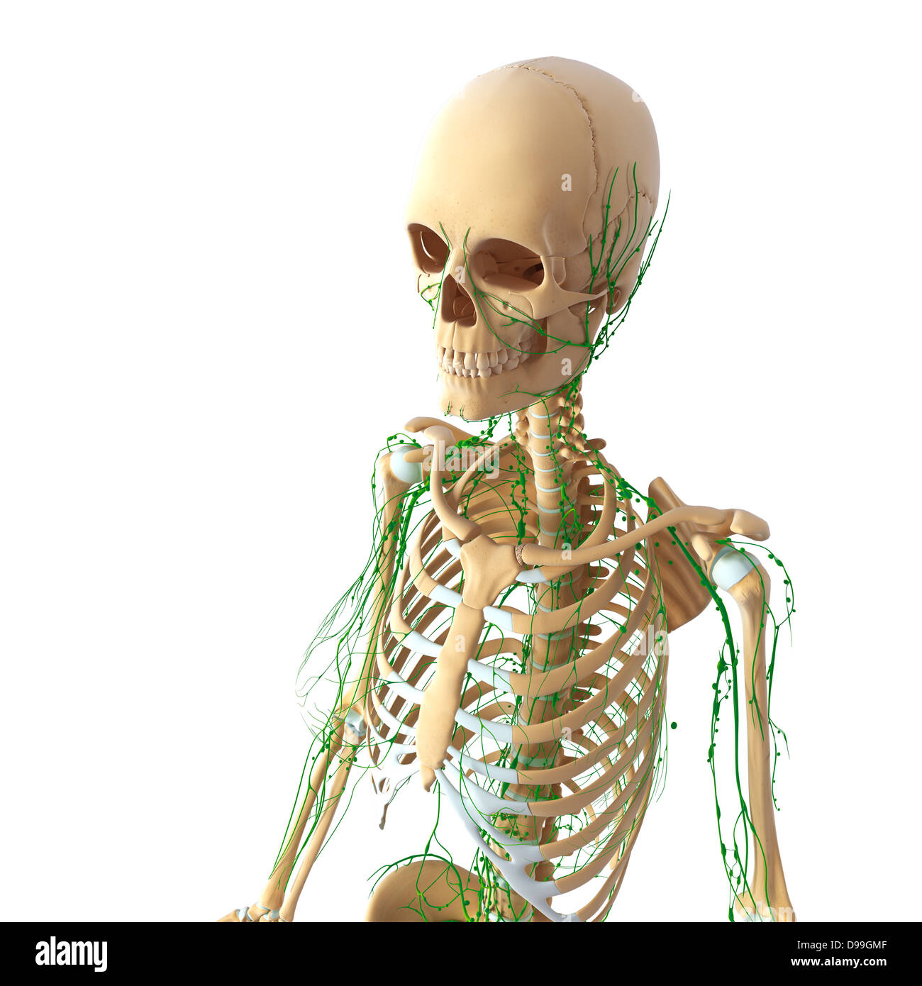 Lymphatic system of human body anatomy Stock Photo - Alamy