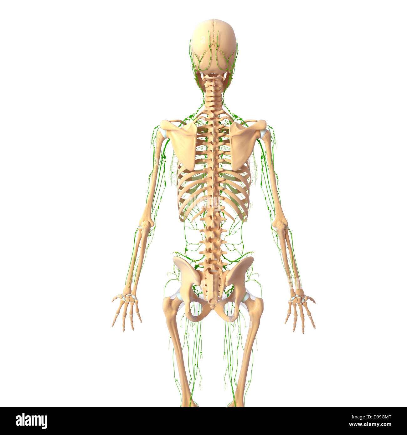 Lymphatic system of human body anatomy Stock Photo - Alamy