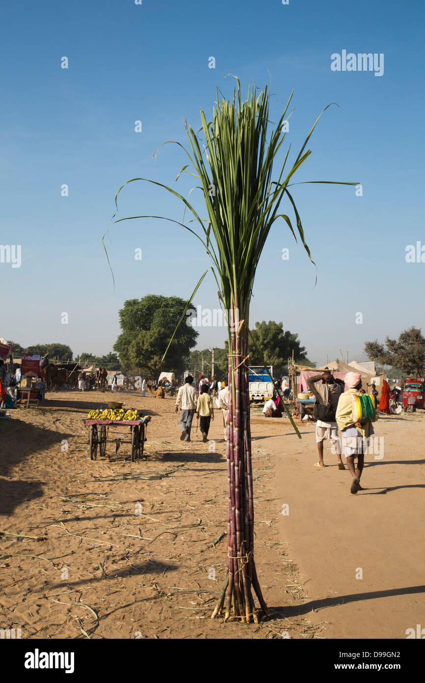 Bundle of cane hi-res stock photography and images - Alamy