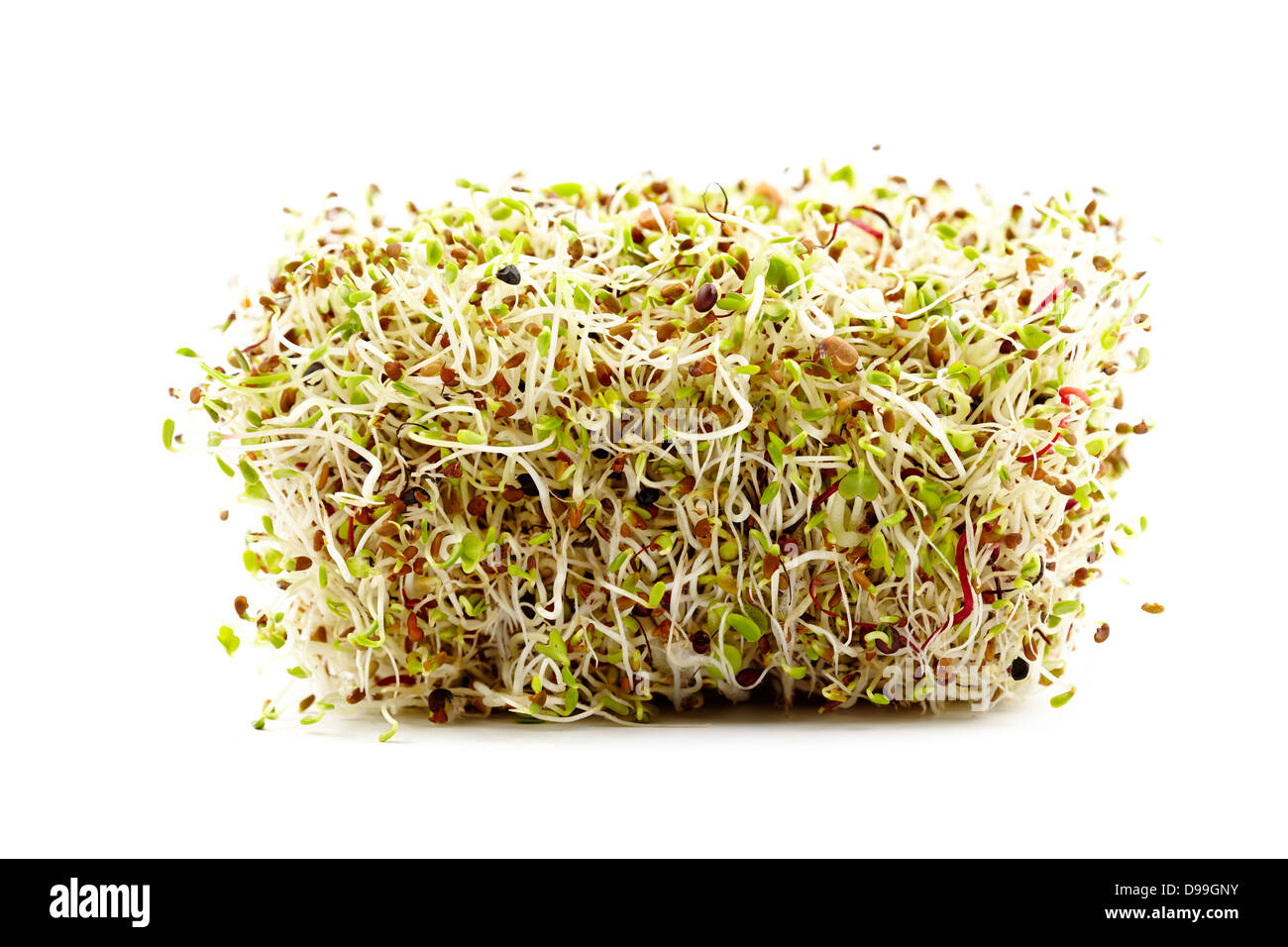 Mix of various germ sprouts isolated on white background Stock Photo ...