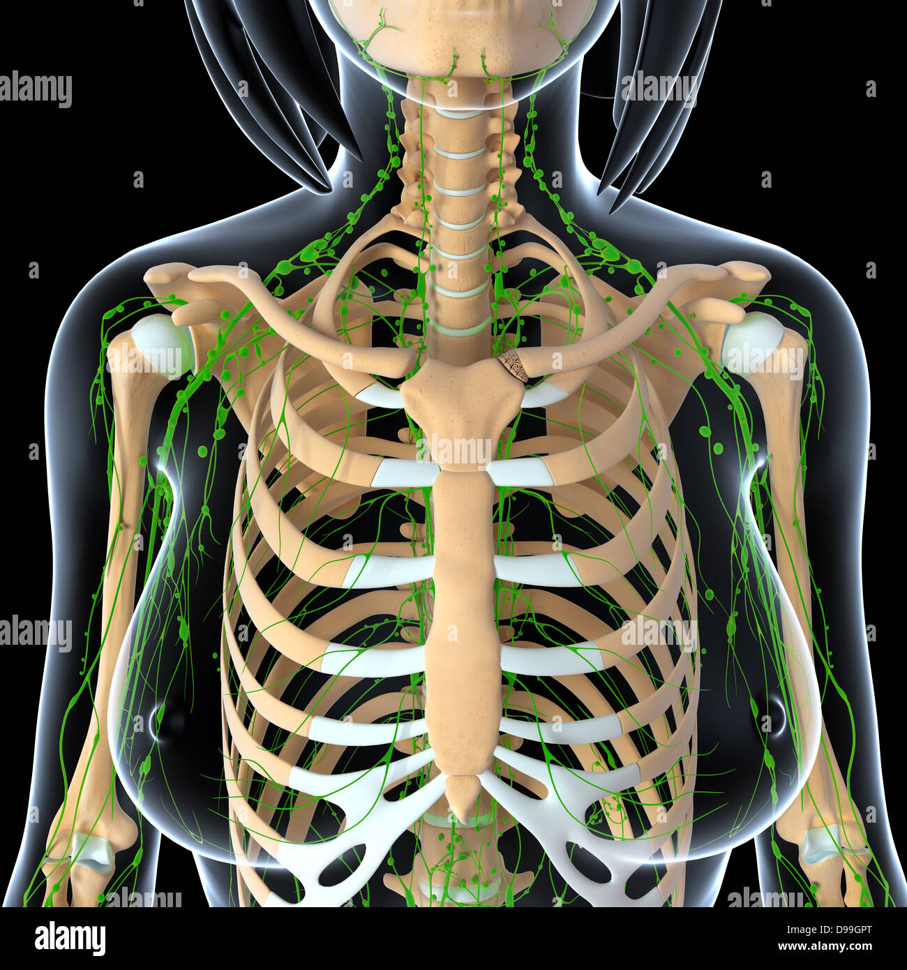 Lymphatic system of human body anatomy Stock Photo - Alamy