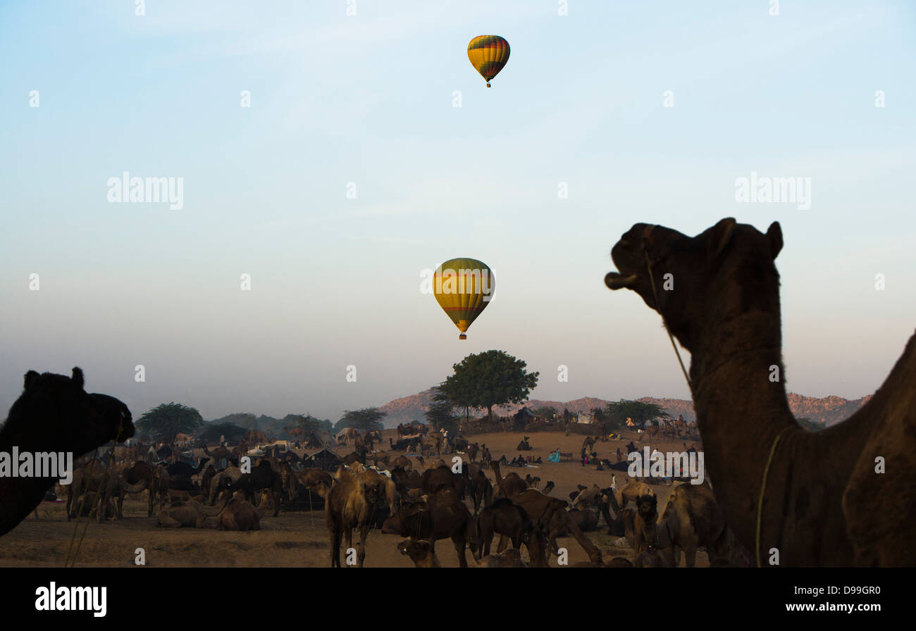 Camels with hot air balloons in the background in Pushkar Camel Fair ...