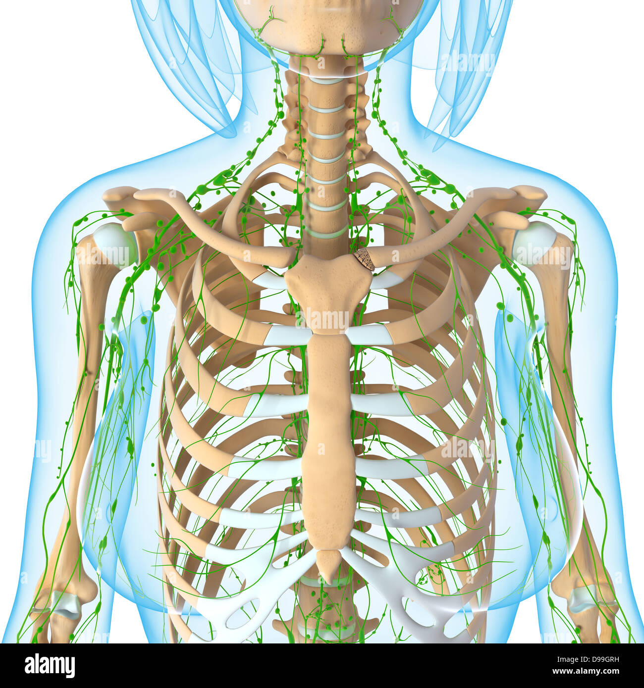 Lymphatic system of human body anatomy Stock Photo - Alamy