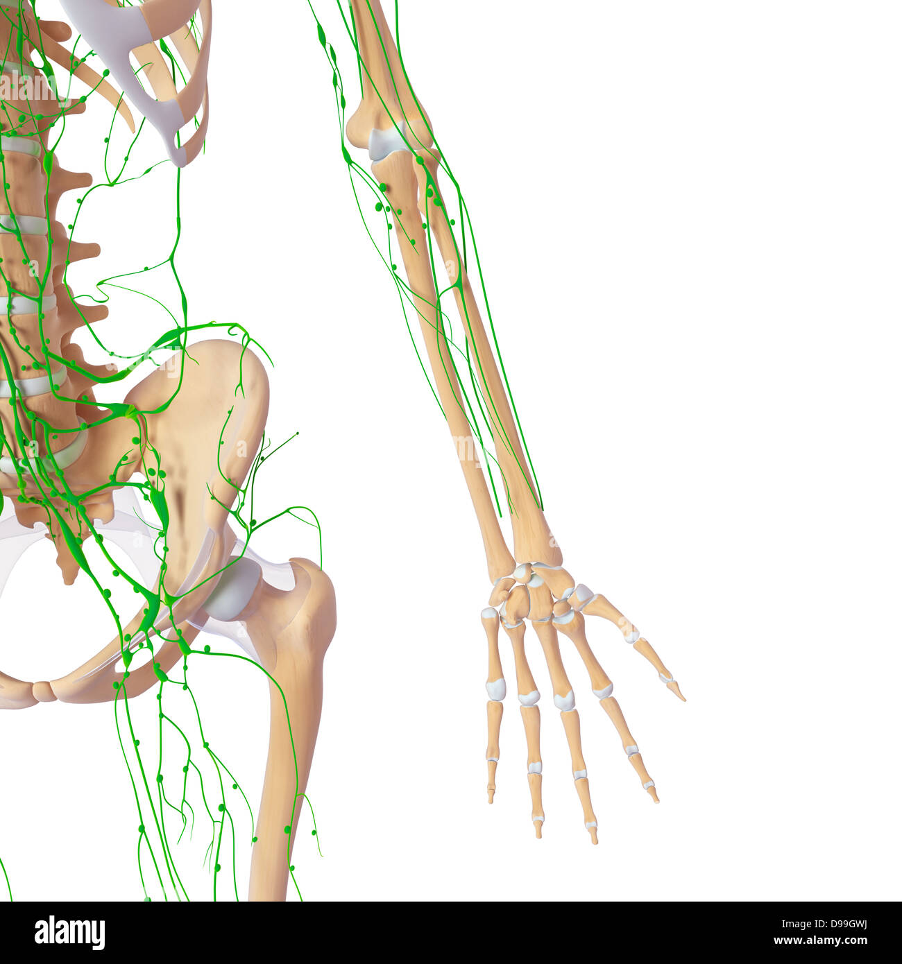Lymphatic system of human body anatomy Stock Photo - Alamy