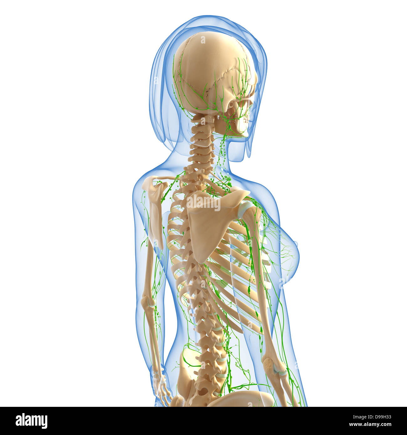 Lymphatic system of human body anatomy Stock Photo - Alamy