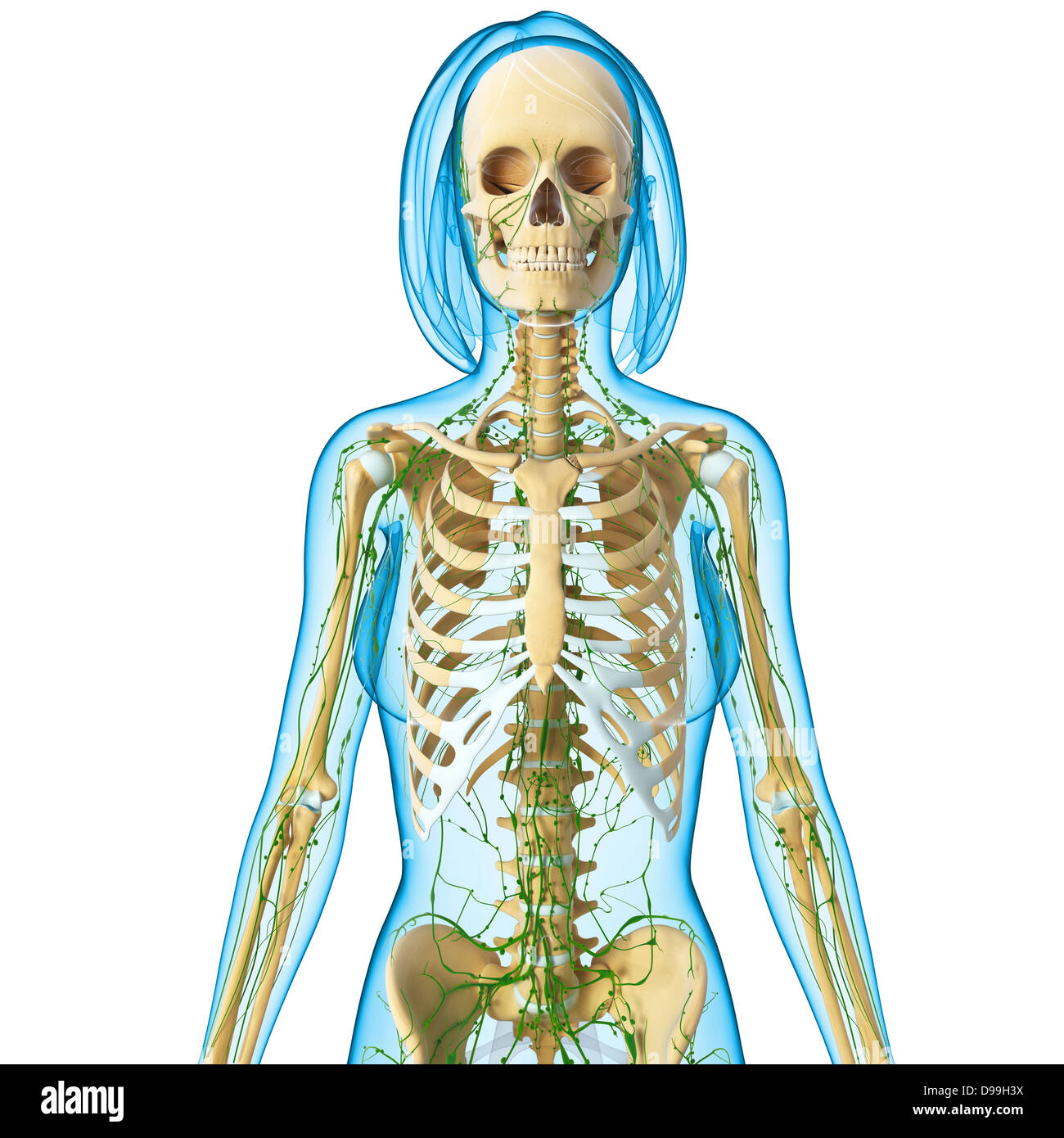 Lymphatic system of human body anatomy Stock Photo - Alamy