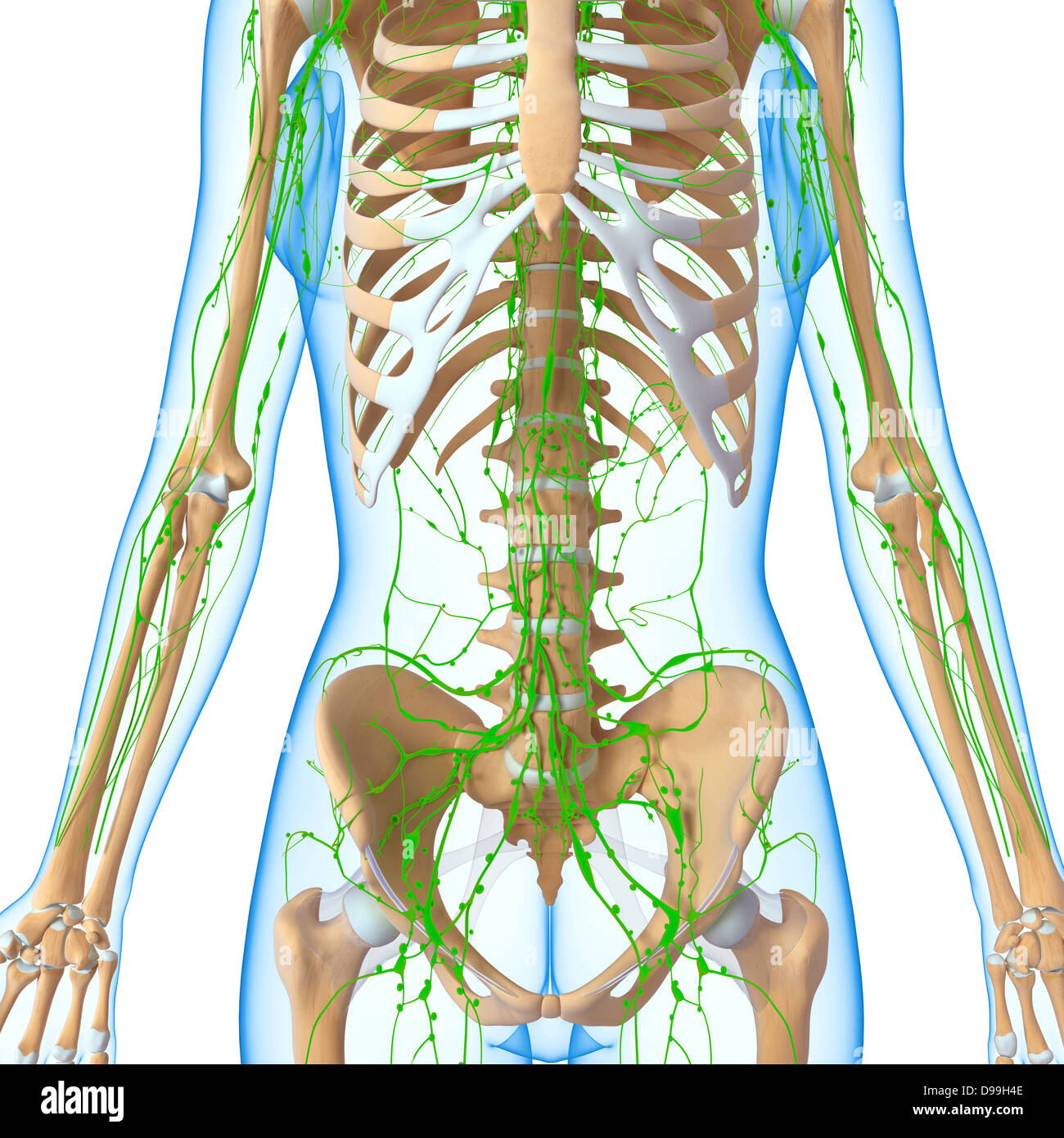 Lymphatic system of human body anatomy Stock Photo - Alamy