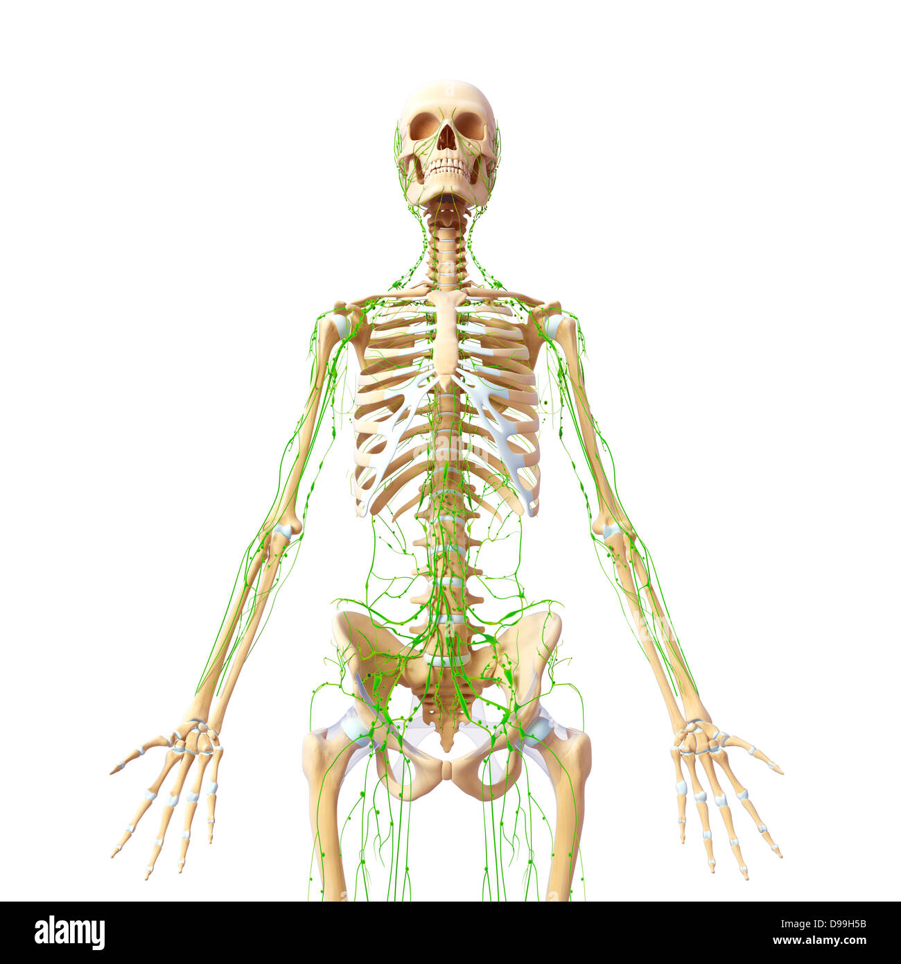 Lymphatic system of human body anatomy Stock Photo - Alamy