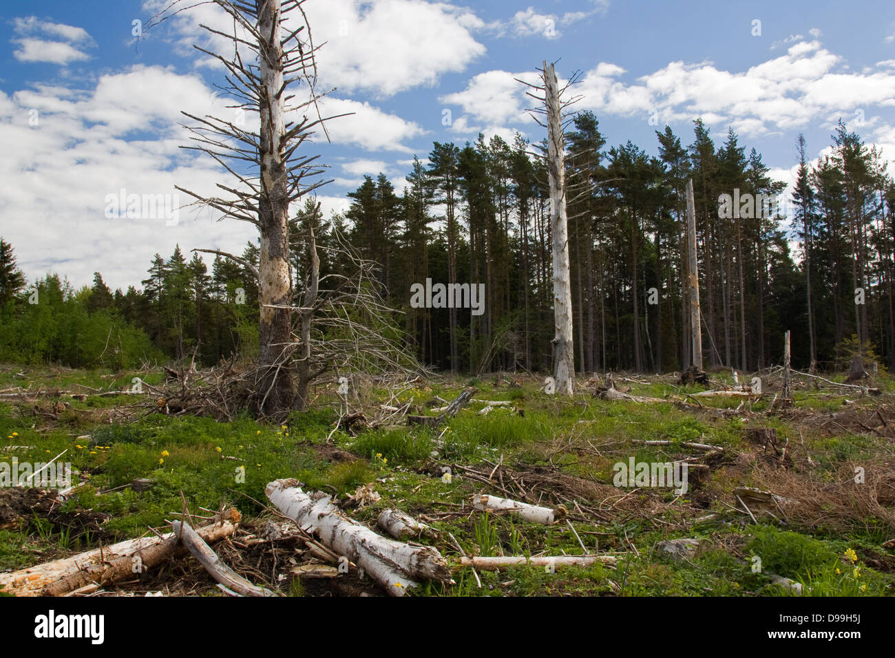 Forest clearing hi-res stock photography and images - Alamy