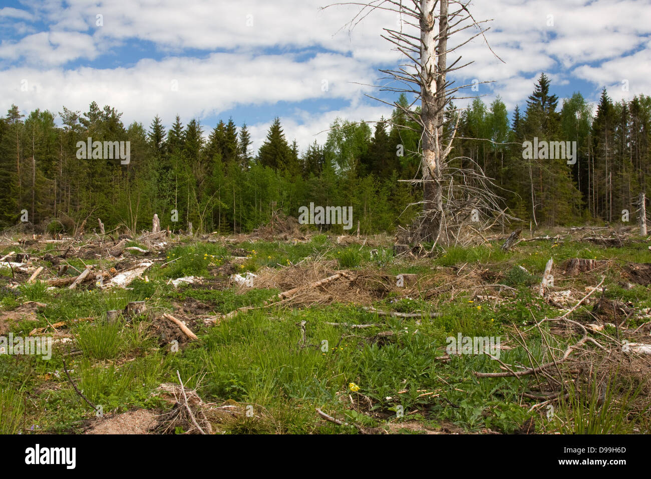 The forest clearing hi-res stock photography and images - Alamy
