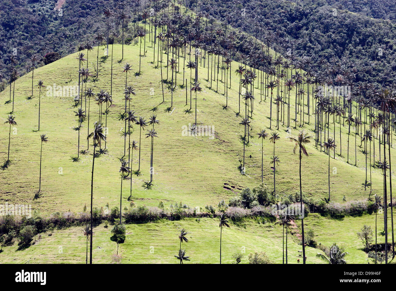 Palmas de cera (wax palms), the largest palm in the world (up to 60m ...