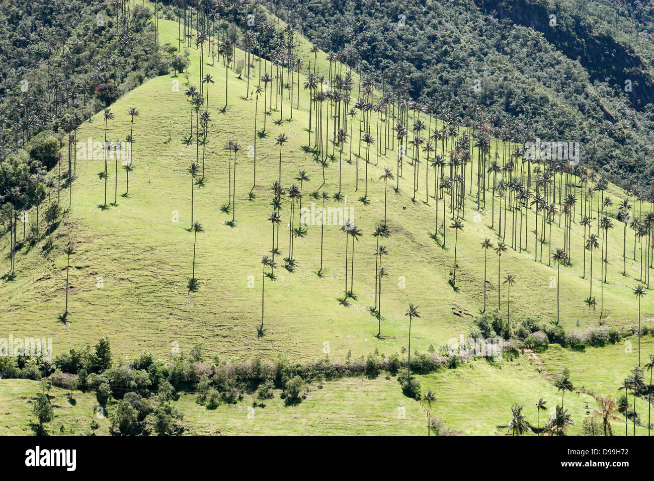Palmas de cera (wax palms), the largest palm in the world (up to 60m ...