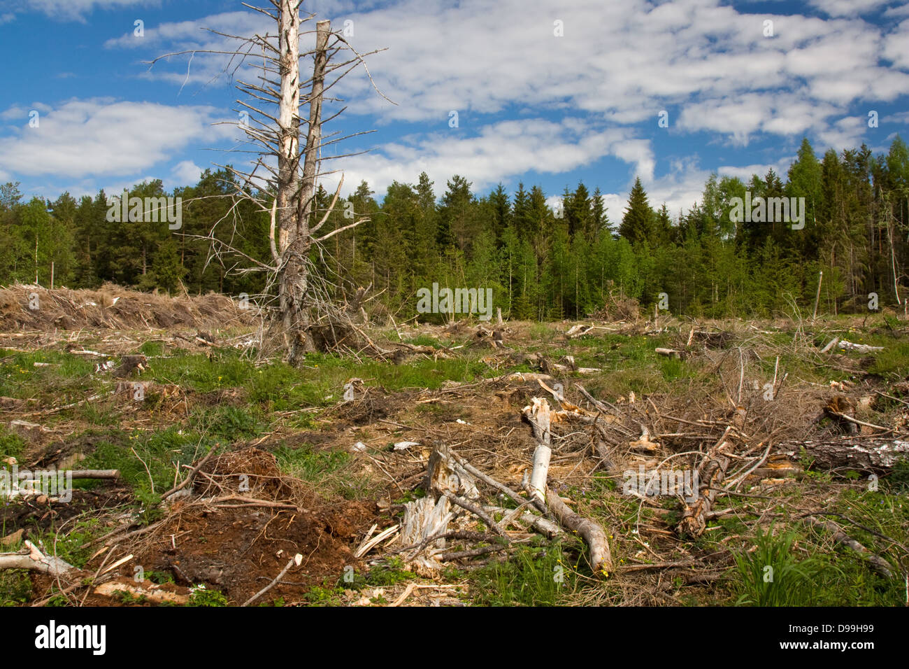 The forest clearing hi-res stock photography and images - Alamy