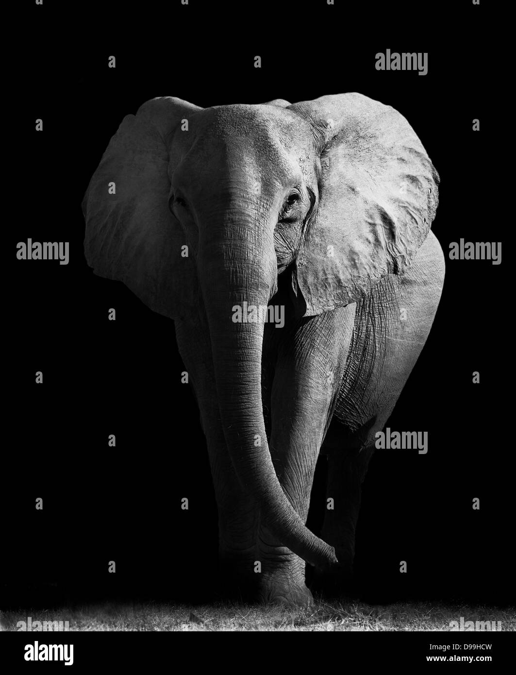 Strong elephant Black and White Stock Photos & Images - Alamy
