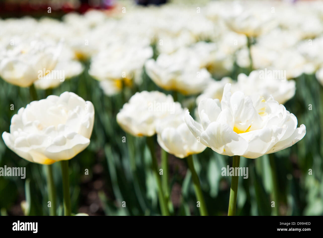 Villa Taranto - Italy. Famous Italian garden with a dedicated area for ...