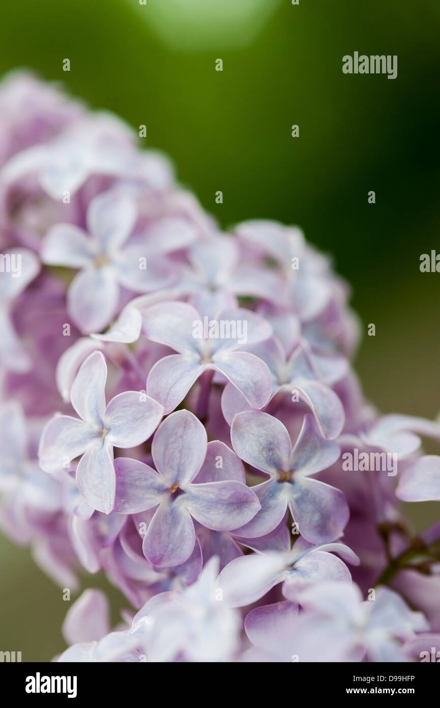 Close up photograph of lilac flowers Stock Photo - Alamy