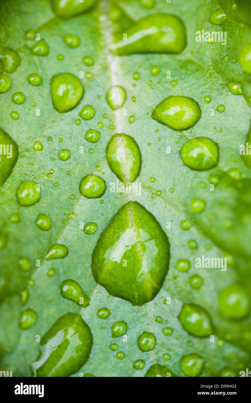 Close up of rain drops on green leaf Stock Photo - Alamy