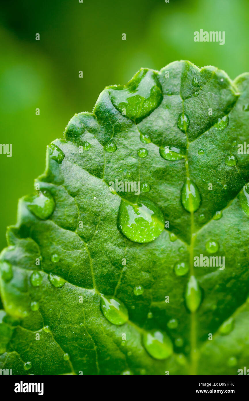 Close up of rain drops on green leaf Stock Photo - Alamy
