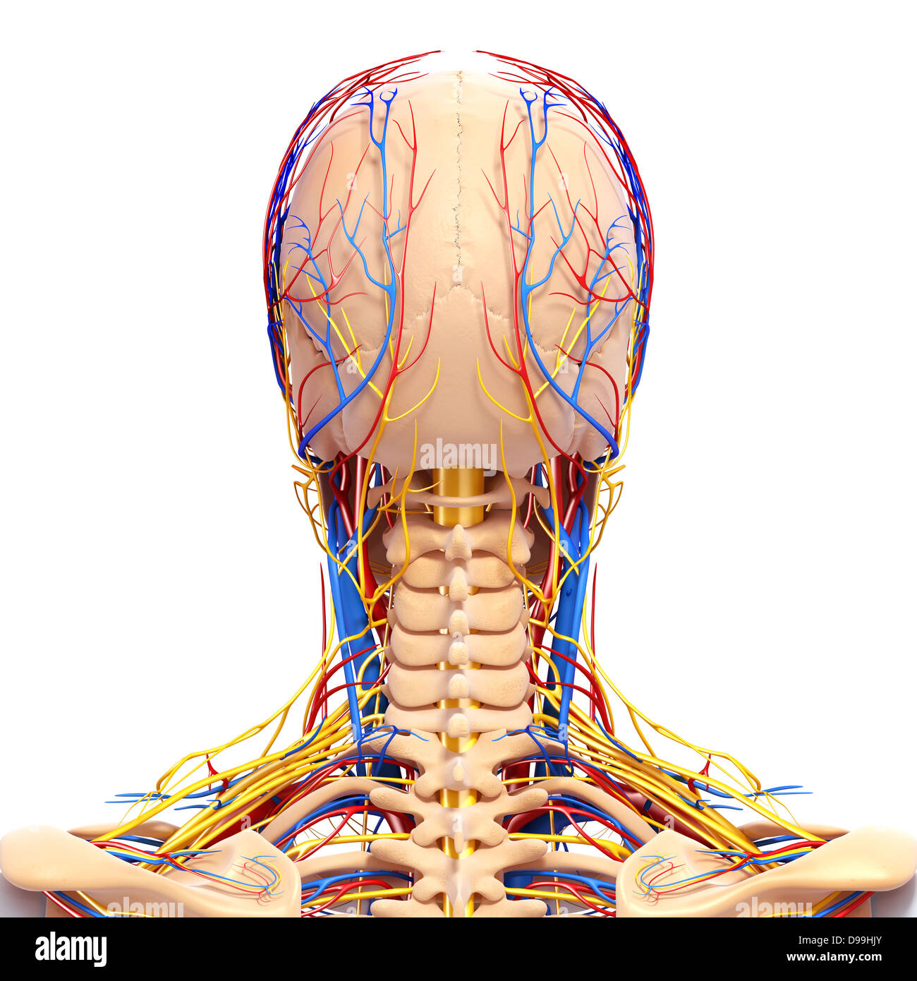 Lymphatic system of the head hi-res stock photography and images - Alamy