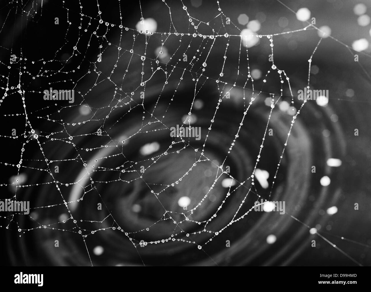 Fine web detail Black and White Stock Photos & Images - Alamy