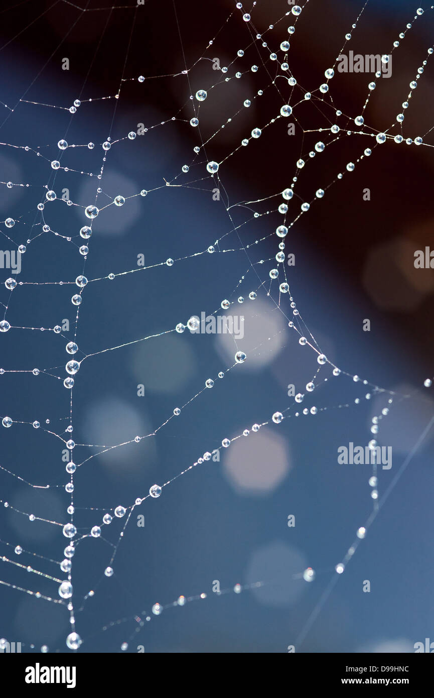 Close up photograph of spider web Stock Photo - Alamy