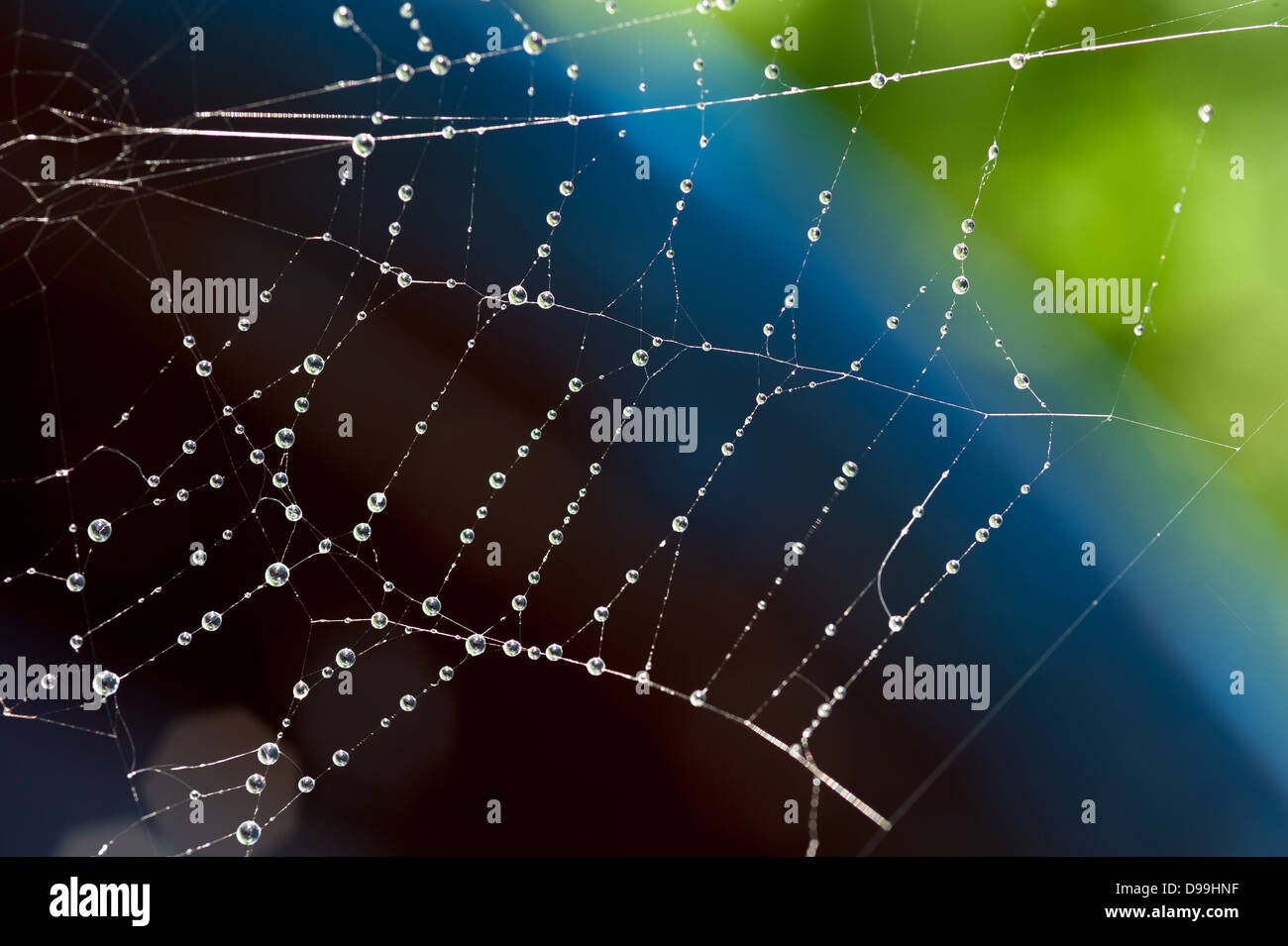 Close up photograph of spider web Stock Photo - Alamy