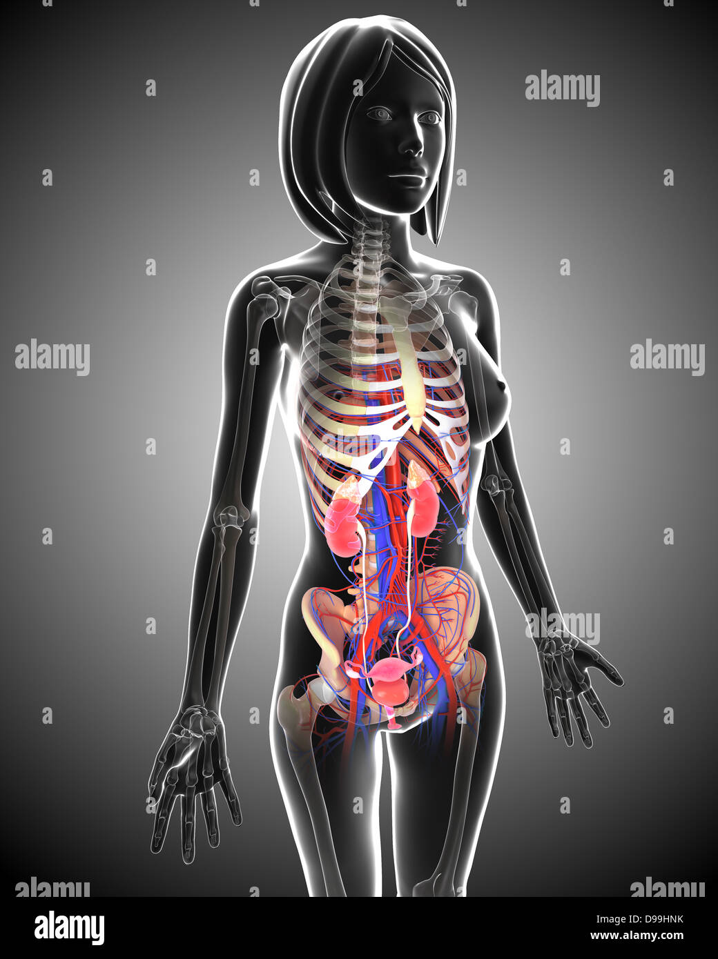 Female Urinary system in x-ray loop Stock Photo - Alamy