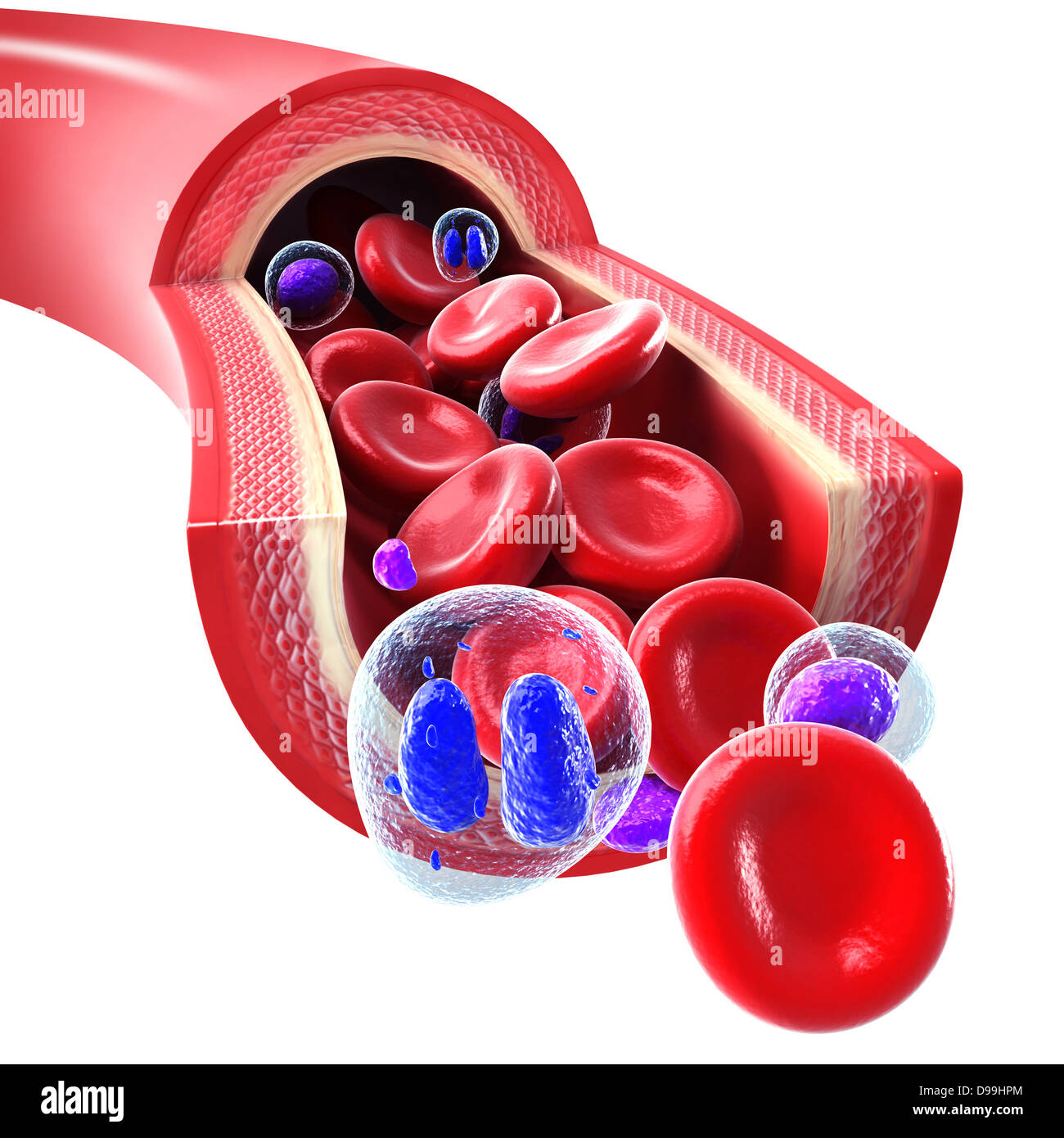 Red blood cells hi-res stock photography and images - Alamy