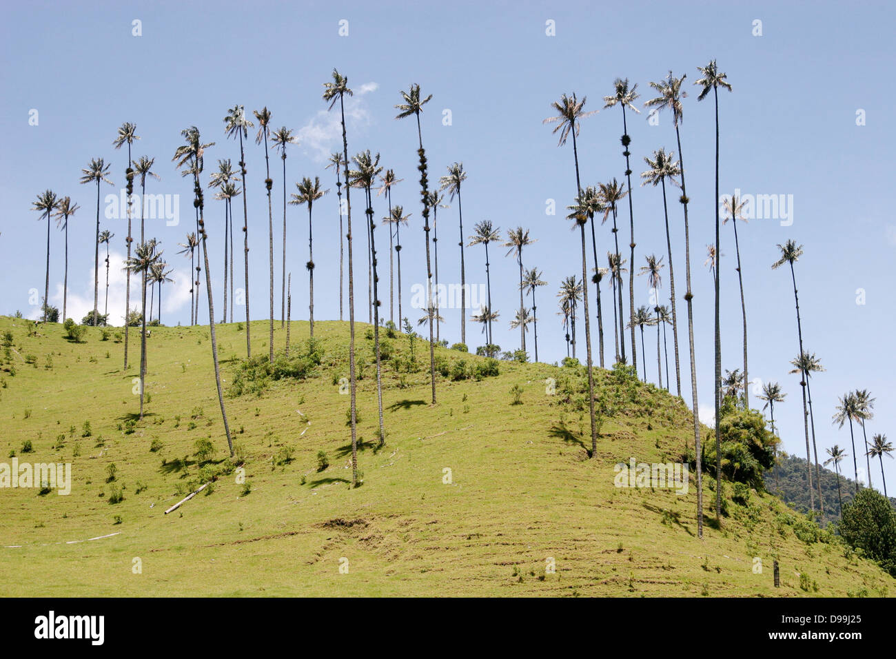 Palmas de cera (wax palms), the largest palm in the world (up to 60m ...