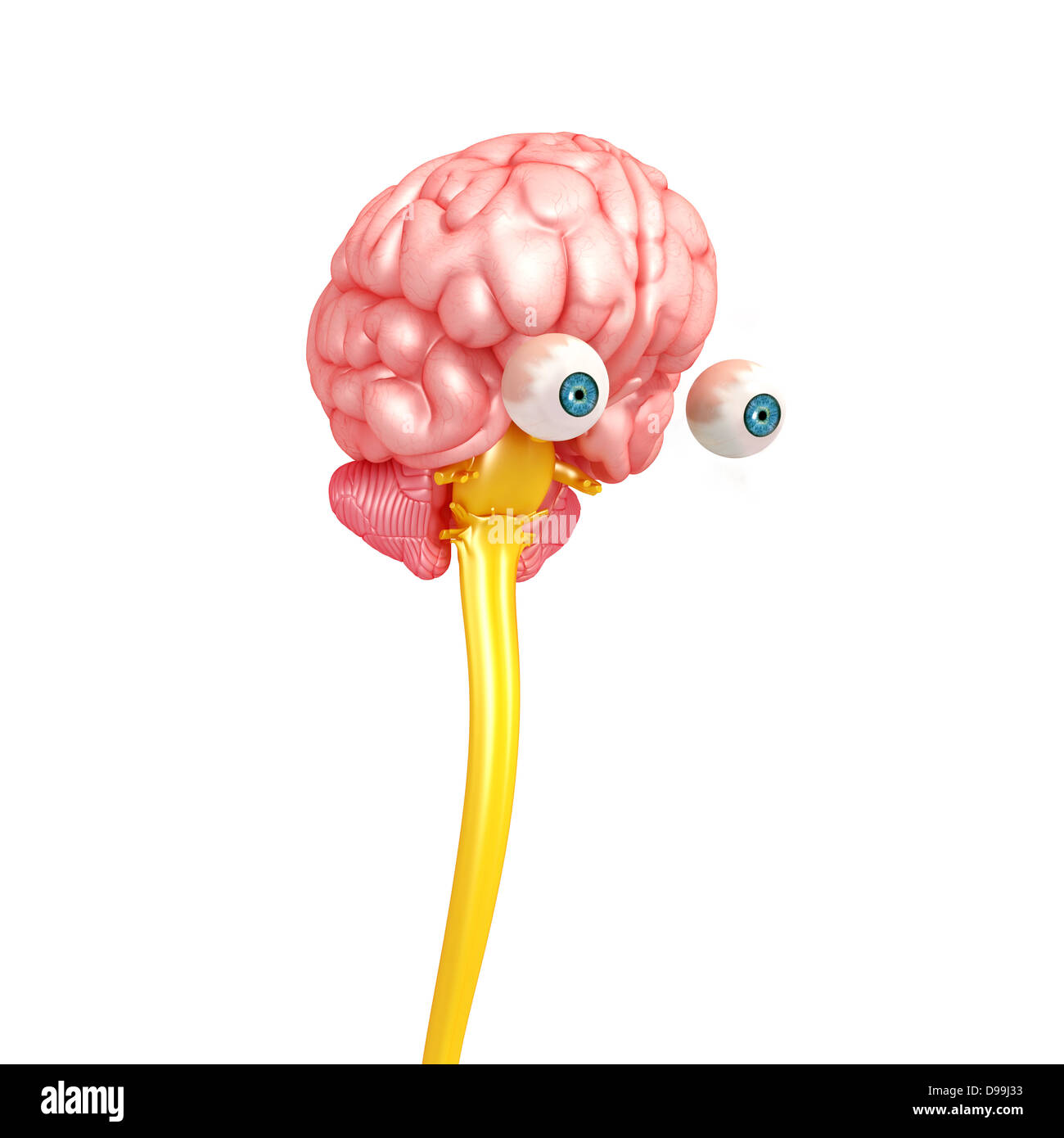 Nervous system of male head anatomy Stock Photo - Alamy