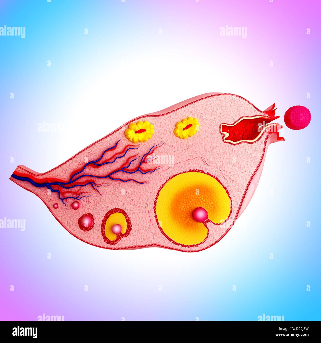 Menstrual cycle chart hi-res stock photography and images - Alamy
