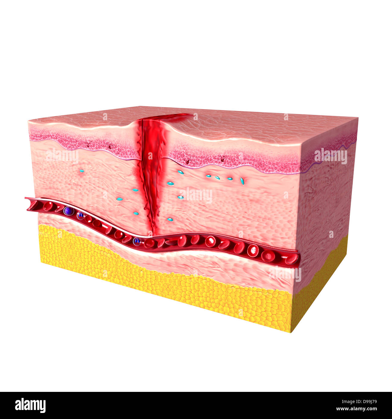 Anatomy of tissue repair in human skin Stock Photo - Alamy