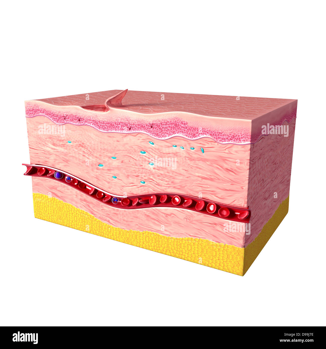 Human skin tissue hi-res stock photography and images - Alamy