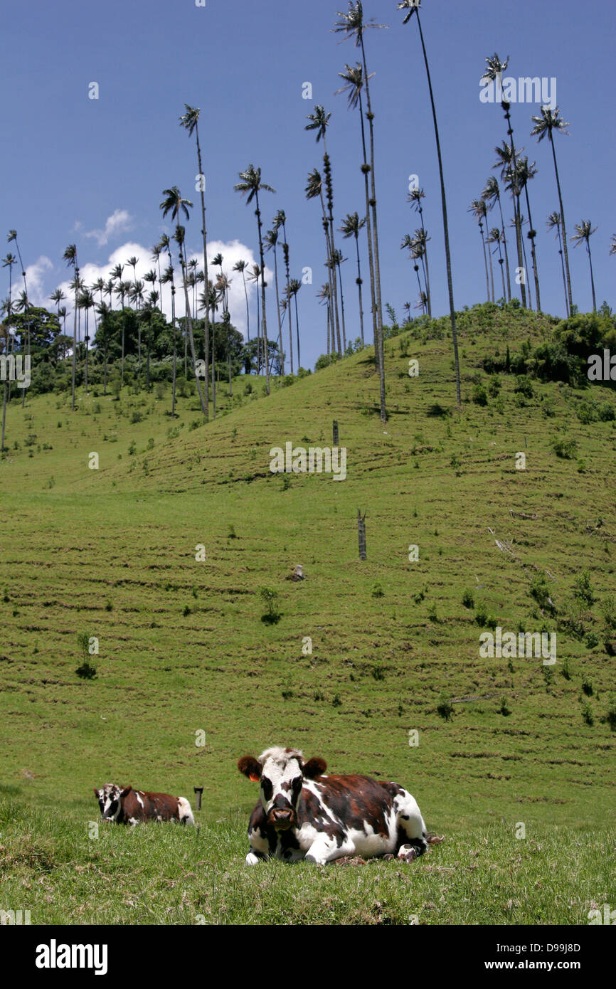 Palmas de cera (wax palms), the largest palm in the world (up to 60m ...
