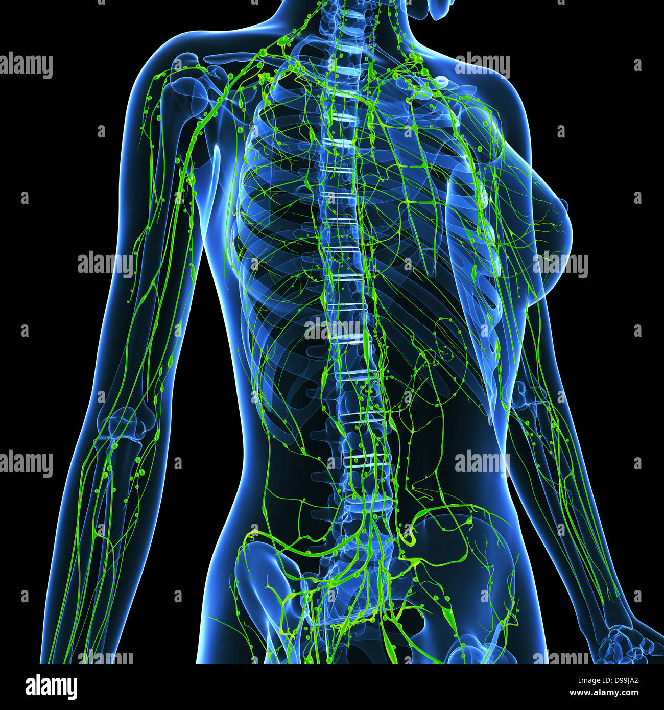 Female lymphatic system hi-res stock photography and images - Alamy