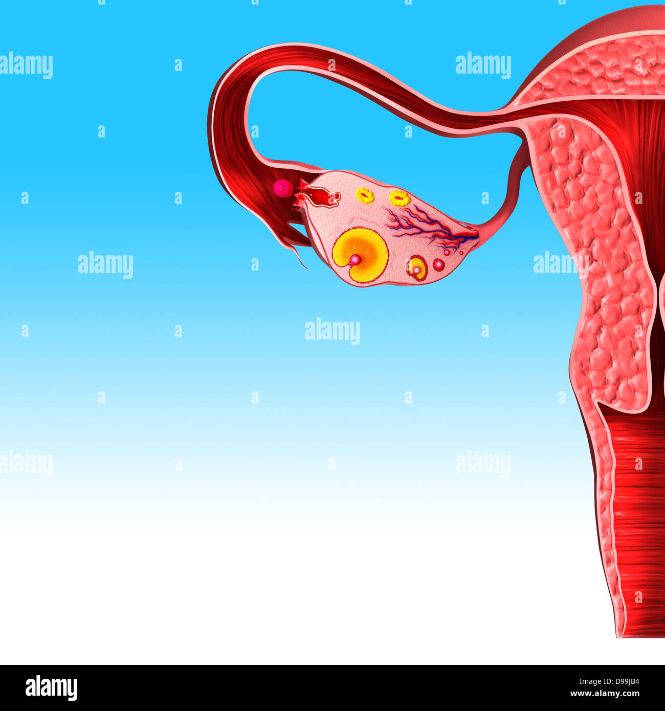 Ovarian cycle with white background Stock Photo - Alamy