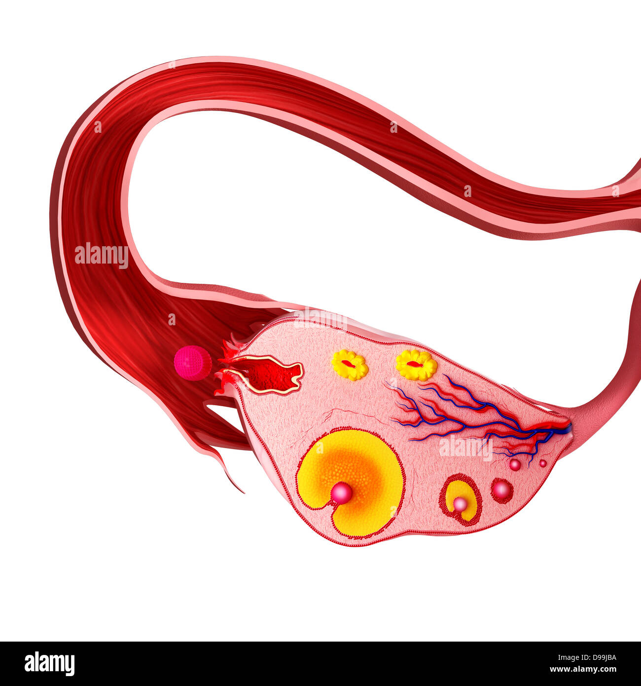 Follicle Female Reproductive System