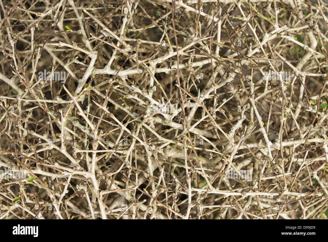 Branch stick leafless tree hi-res stock photography and images - Alamy