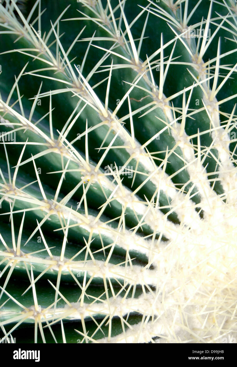 Cactus skin hi-res stock photography and images - Alamy