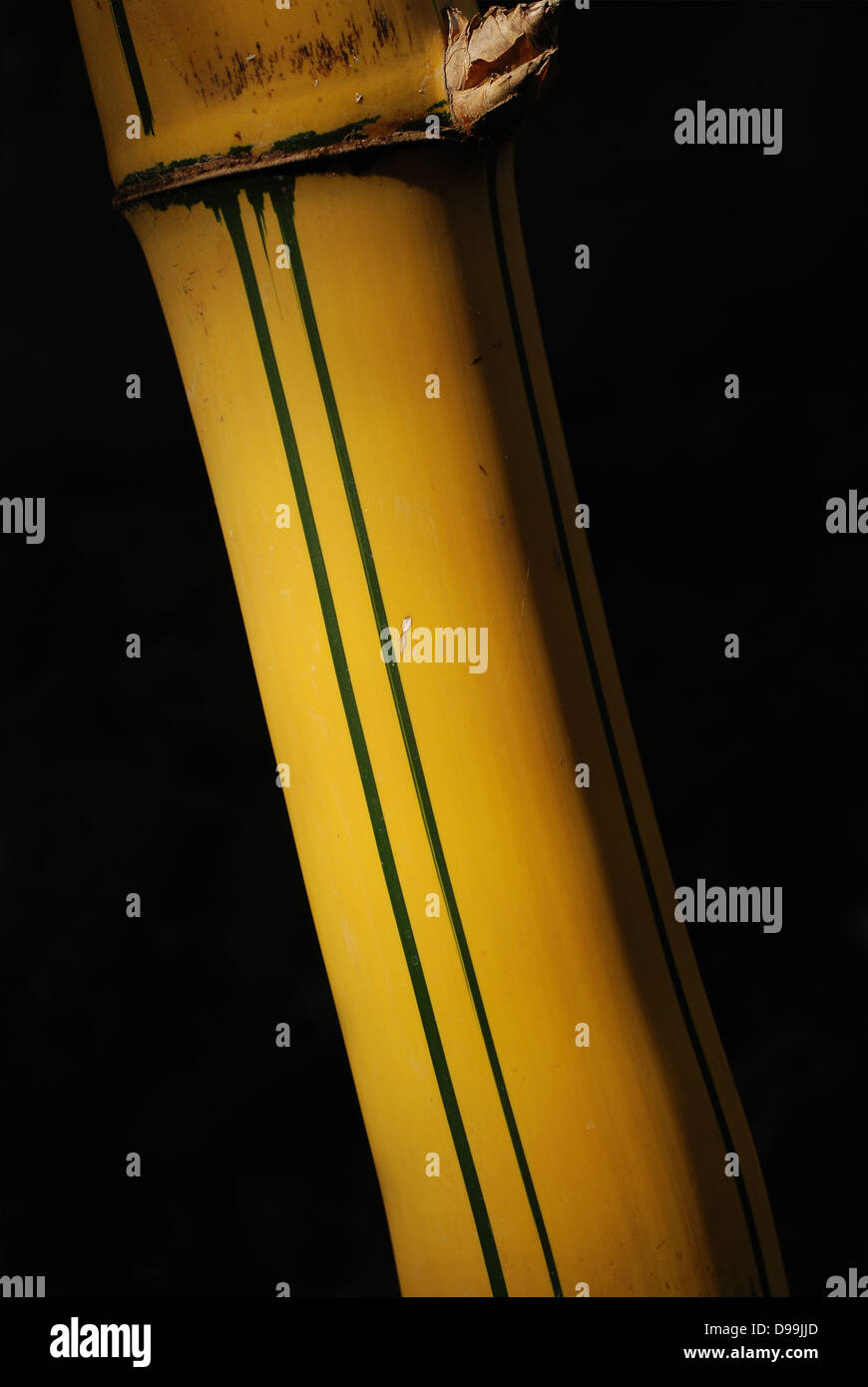 Bamboo sprout hi-res stock photography and images - Alamy